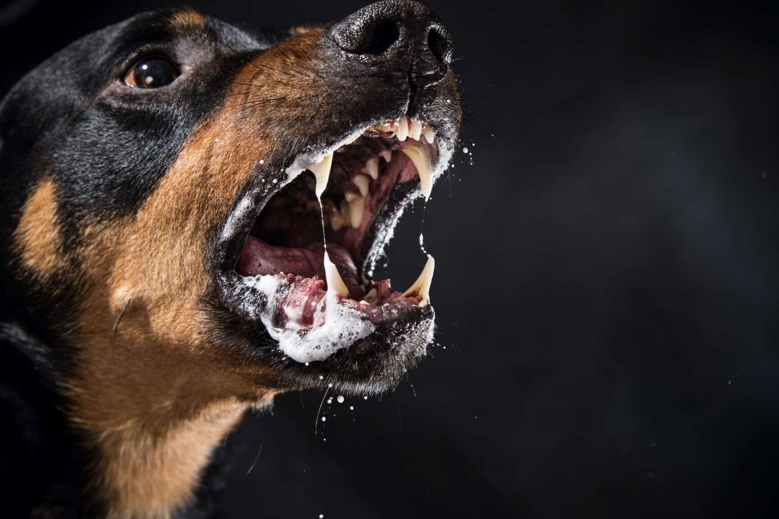 Indemnización por mordedura de perro en España: todo lo que debes saber ...
